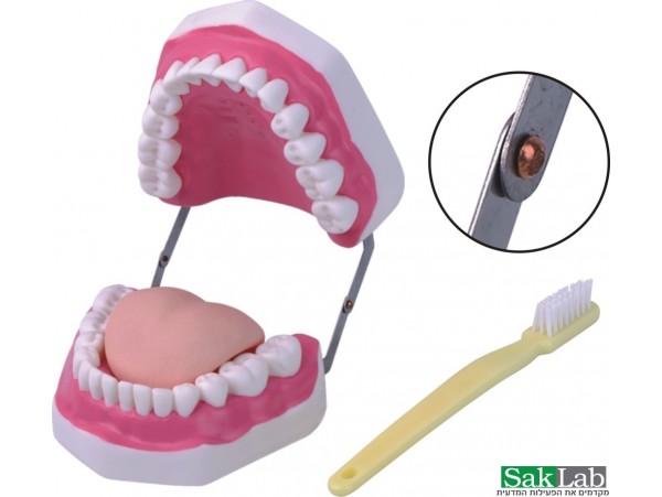 דגם לסת ושיניים עם מברשת