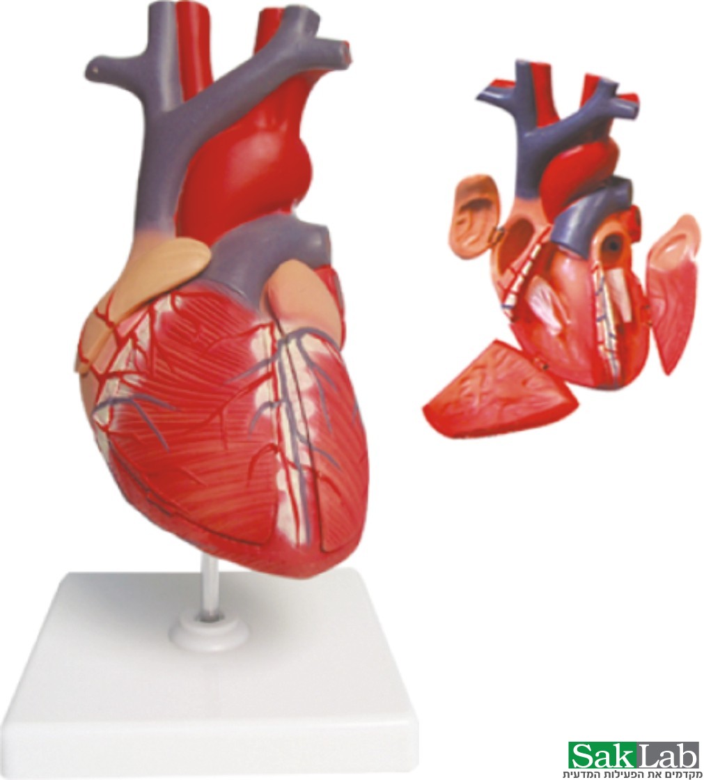 דגם לב גודל טבעי מתפרק ל 4 חלקים הוסף לסל למשאלות להשוואות