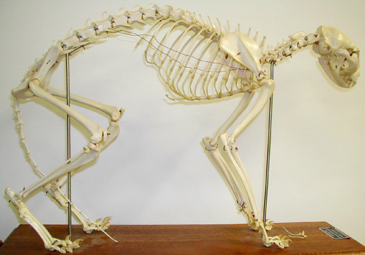 שלד חתול הוסף לסל למשאלות להשוואות